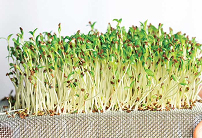 More Aggressive Enforcement Sprouts at SEC | Carlton Fields