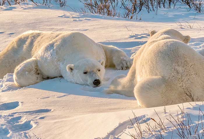 Coming Out of Winter Hibernation | Carlton Fields